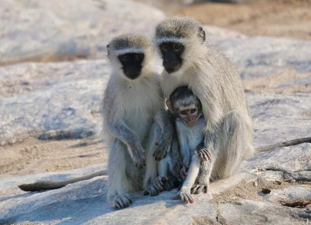Southern Vervet Monkey from Kruger National Park, Skukuza, MP, ZA on ...