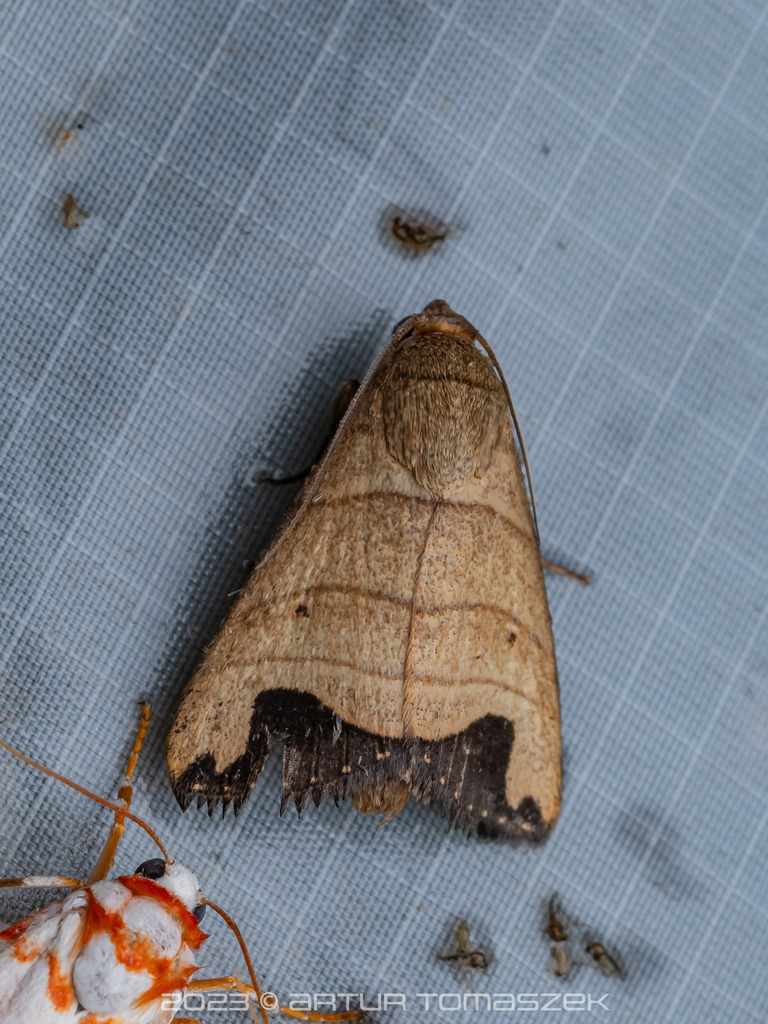 Bocula marginata in December 2023 by Artur Tomaszek · iNaturalist