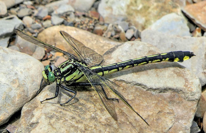 Splendid Clubtail from Grayson County, VA, USA on May 26, 2005 at 11:21 ...