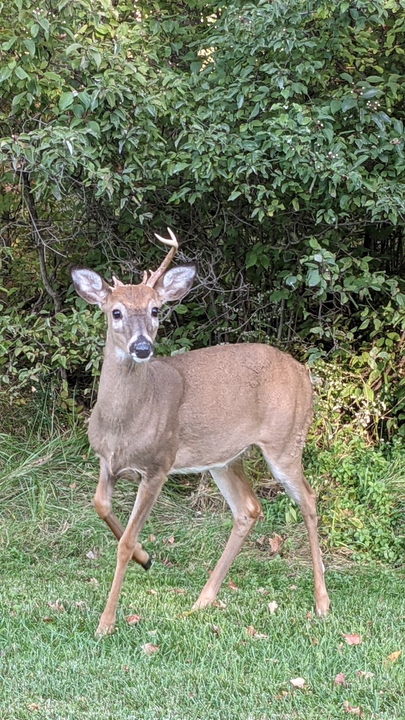 White-tailed Deer from Brownstown Charter Twp, MI 48173, USA on ...