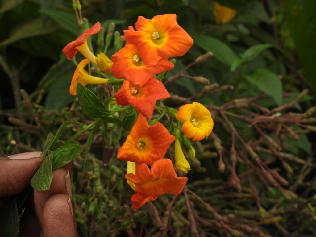 marmalade-bush from Madikeri, Karnataka 571201, India on December 26 ...