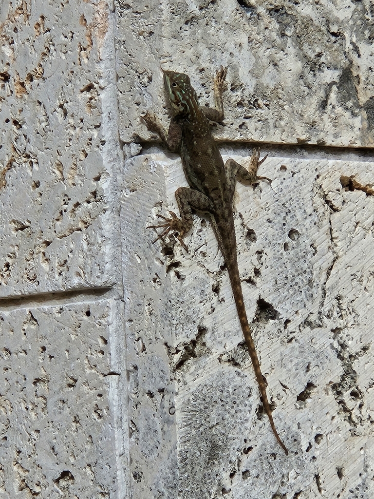 Peters's Rock Agama from Palmetto Bay, FL, USA on January 3, 2024 at 02 ...