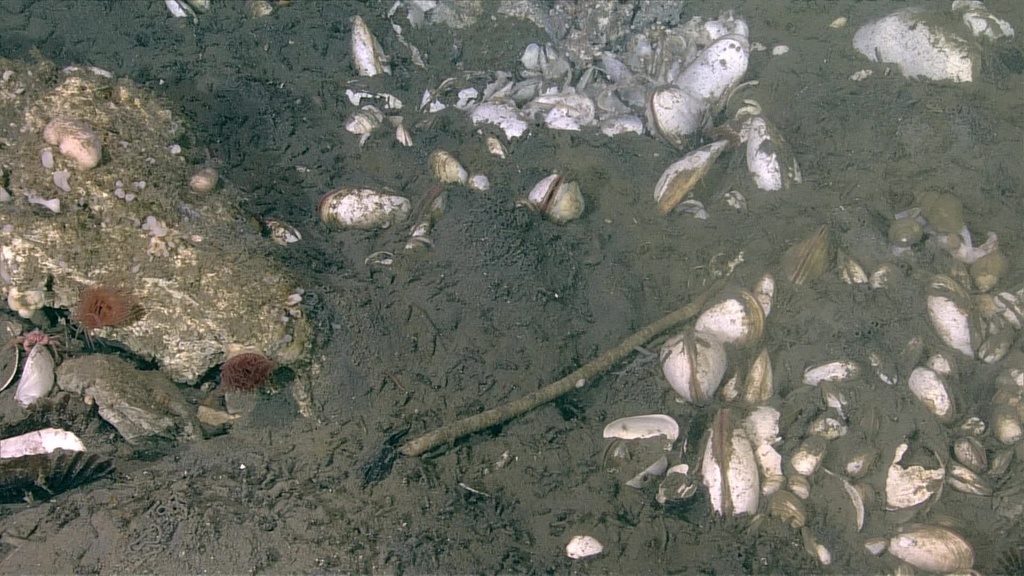 Calyptogena pacifica (NorthEast Pacific Deep Exploration Project (a ...