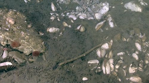 Calyptogena pacifica (NorthEast Pacific Deep Exploration Project (a ...