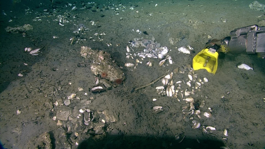 Calyptogena pacifica (NorthEast Pacific Deep Exploration Project (a ...