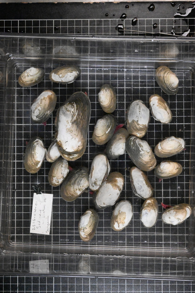 Calyptogena pacifica (NorthEast Pacific Deep Exploration Project (a ...