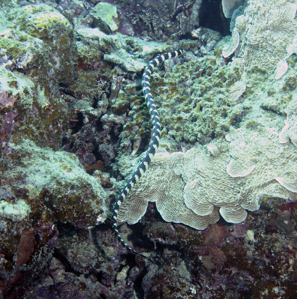 Ijima's Sea Snake from Iriomote-jima, Taketomi, Yaeyama District ...