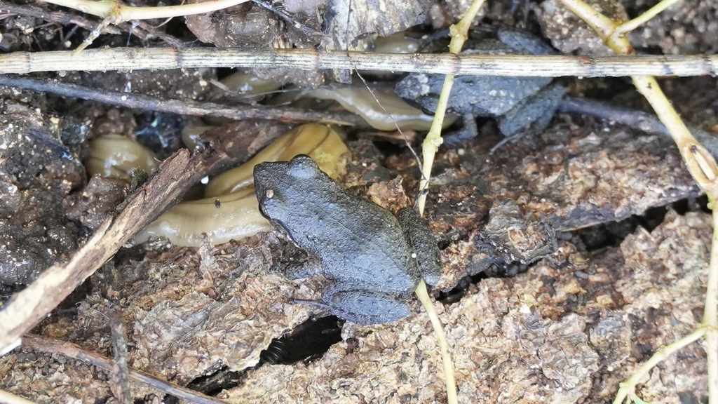 Lesser Antillean whistling frog from Warwick Parish, Bermuda on January ...