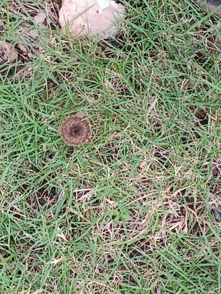 Panus velutinus from 97795 Yuc., México on January 3, 2024 at 10:18 AM ...