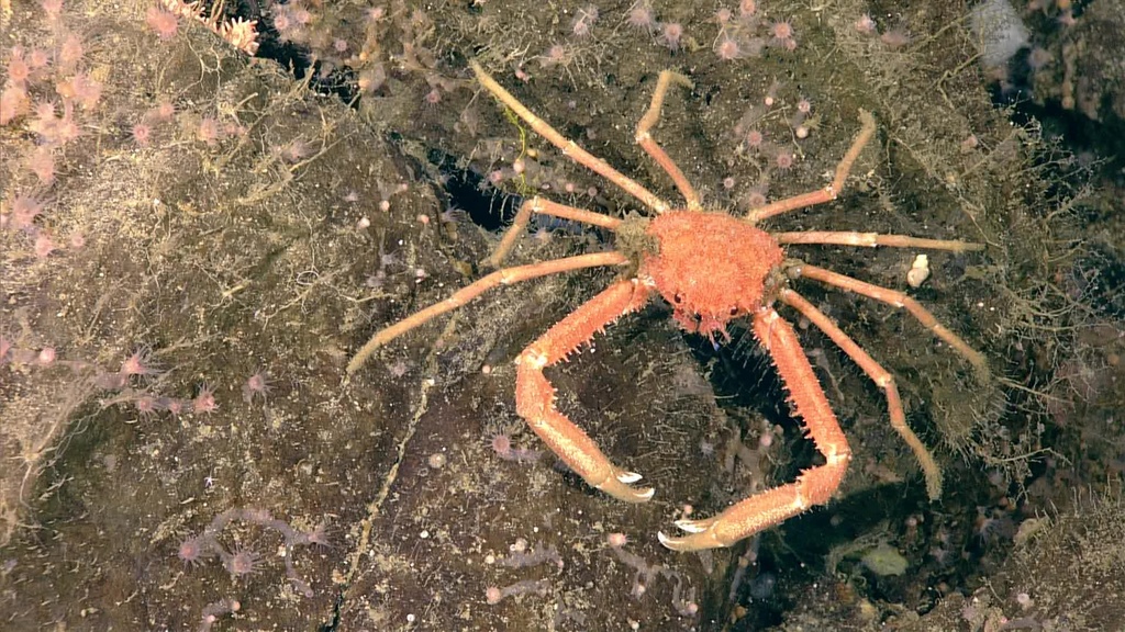 Splitnose Crab (NorthEast Pacific Deep Exploration Project (a MLNEP ...