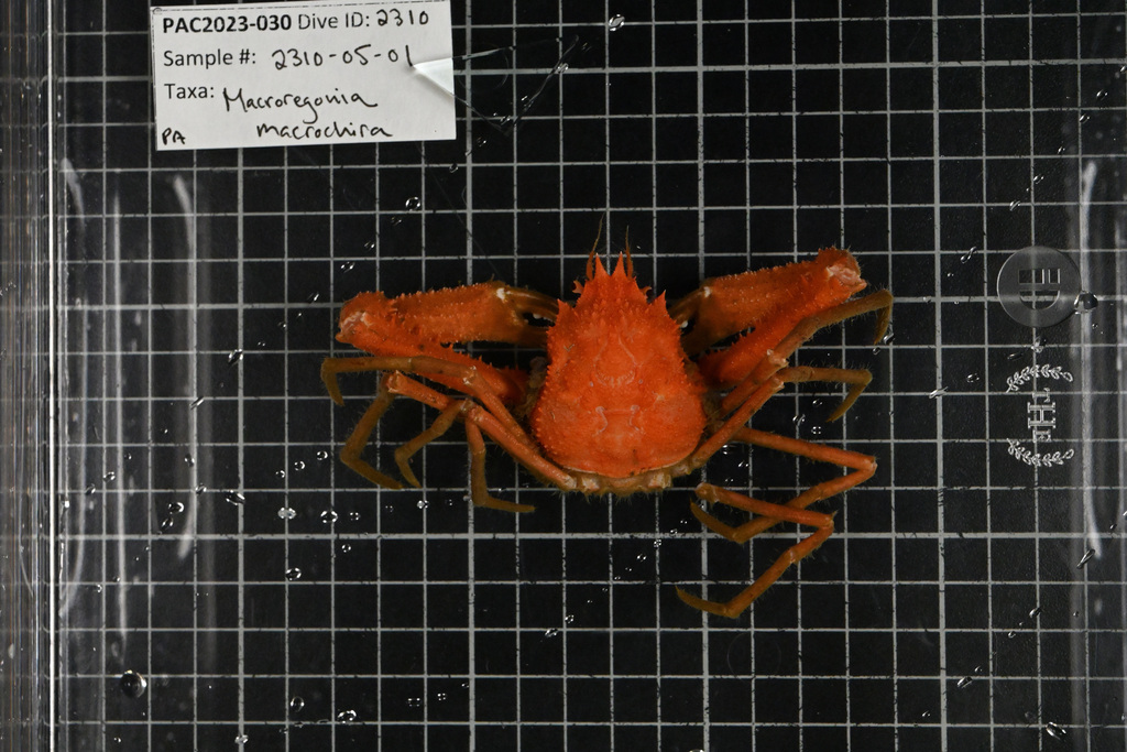Splitnose Crab (NorthEast Pacific Deep Exploration Project (a MLNEP ...