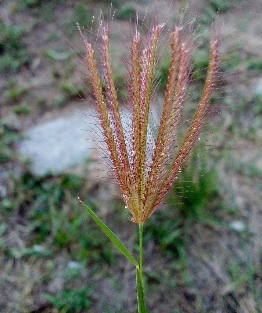 Finger Grass from Agrestina, PE, Brasil on January 3, 2024 at 05:15 PM ...