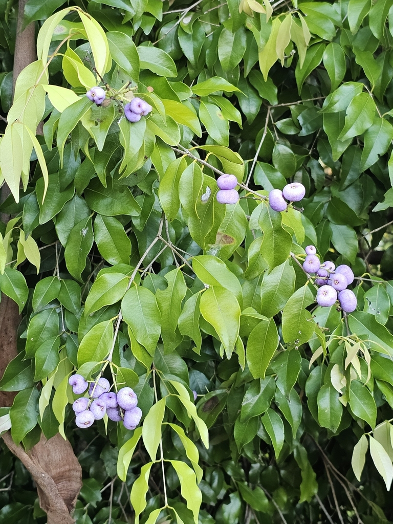 Blue Lilly Pilly from Nudgee QLD 4014, Australia on January 4, 2024 at ...