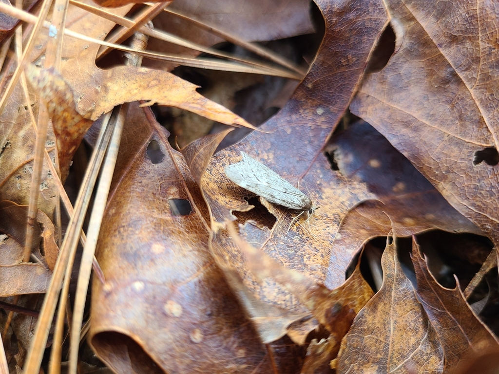 Fall Cankerworm Moth from Wading River, NY 11792, USA on January 3 ...