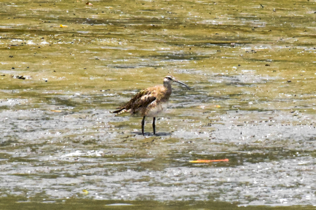 Whimbrel from 9QG3+5XP Refugio de vida silvestre Manglares el Morro ...