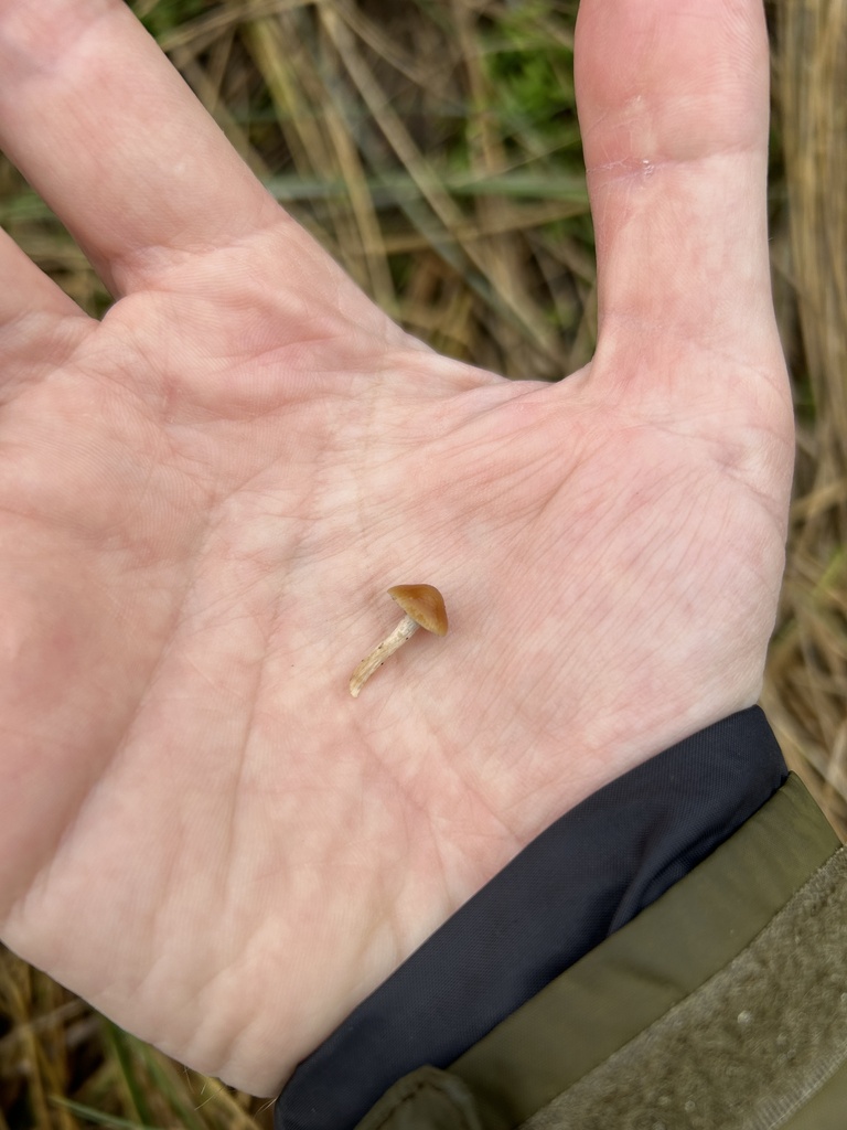Wavy Cap in January 2024 by Philip Dekat. Fruiting in dune grass ...