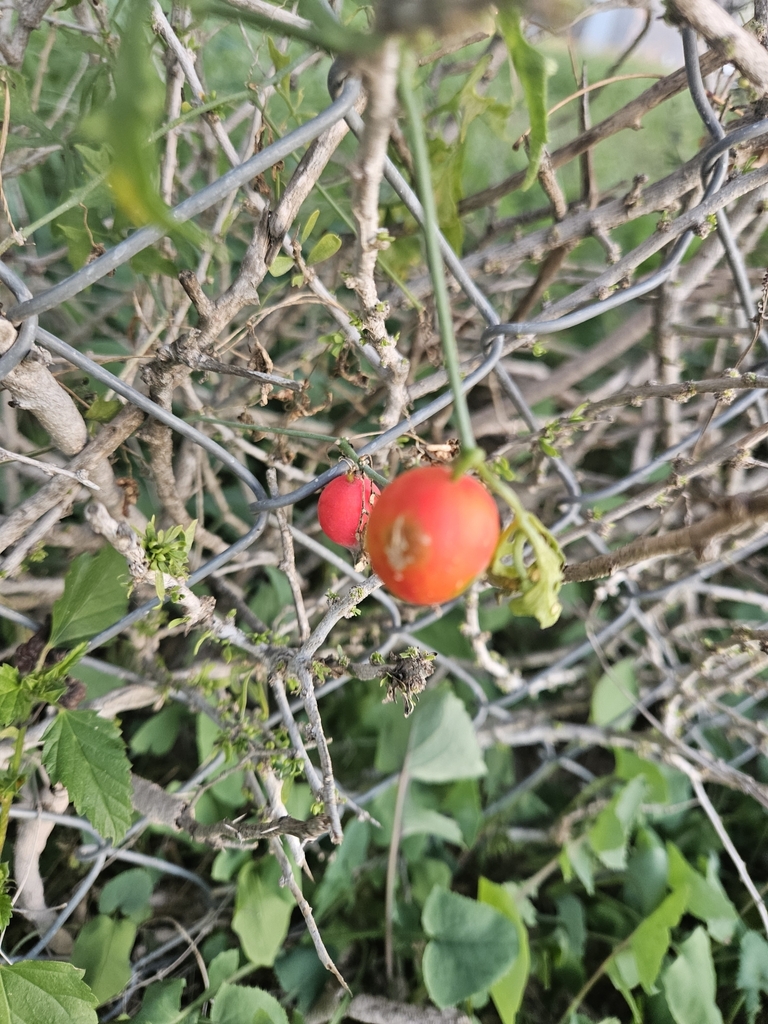 snake apple from Sullivan City, TX 78595, USA on January 3, 2024 at 05: ...