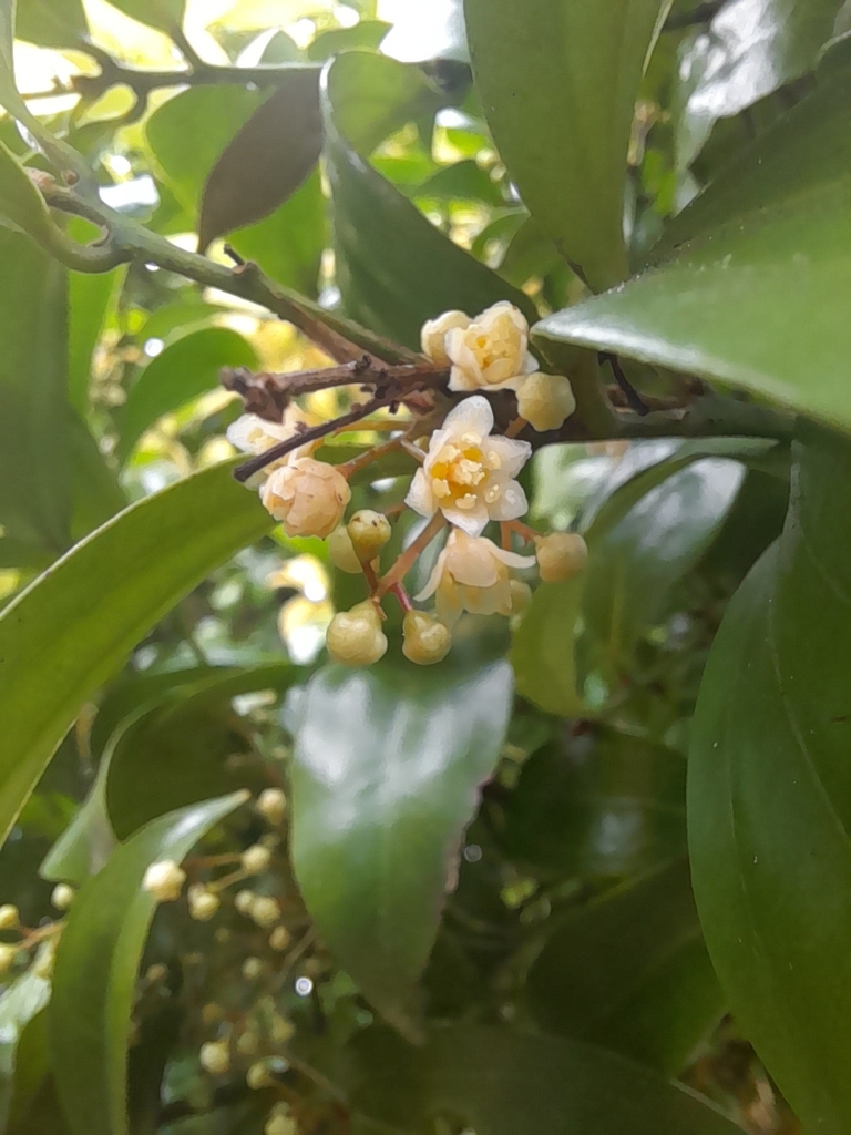 Glossy Laurel from Kiama NSW 2533, Australia on January 4, 2024 at 11: ...