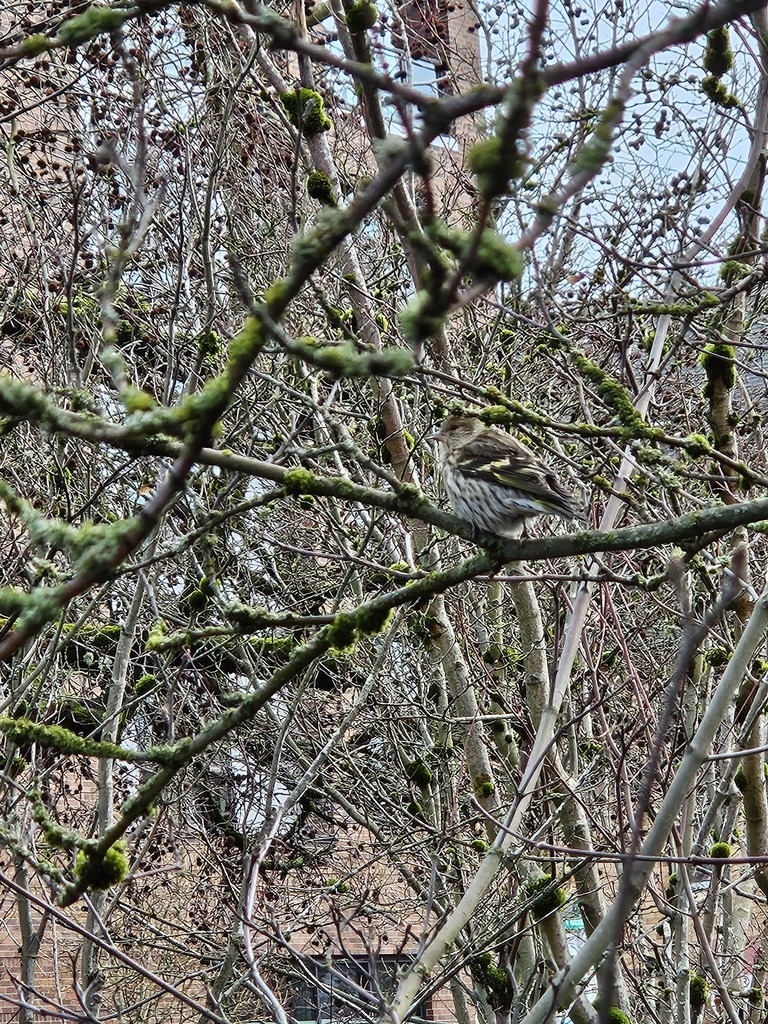 Pine Siskin from Eliot, Portland, OR, USA on January 3, 2024 at 03:56 ...
