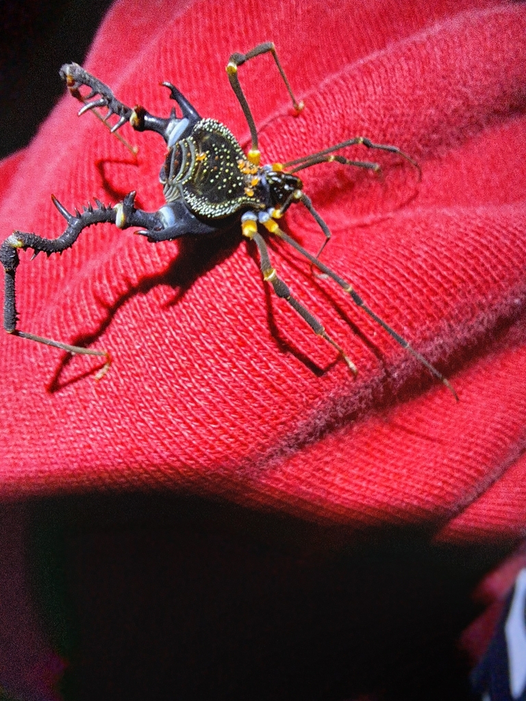 Sadocus asperatus from Yungay, Ñuble, Chile on December 11, 2023 at 09: ...