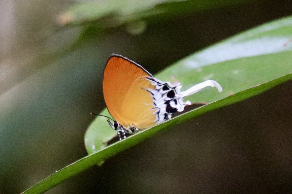 Branded Imperial from Sumatra, Kabupaten Tapanuli Selatan, Sumatera ...