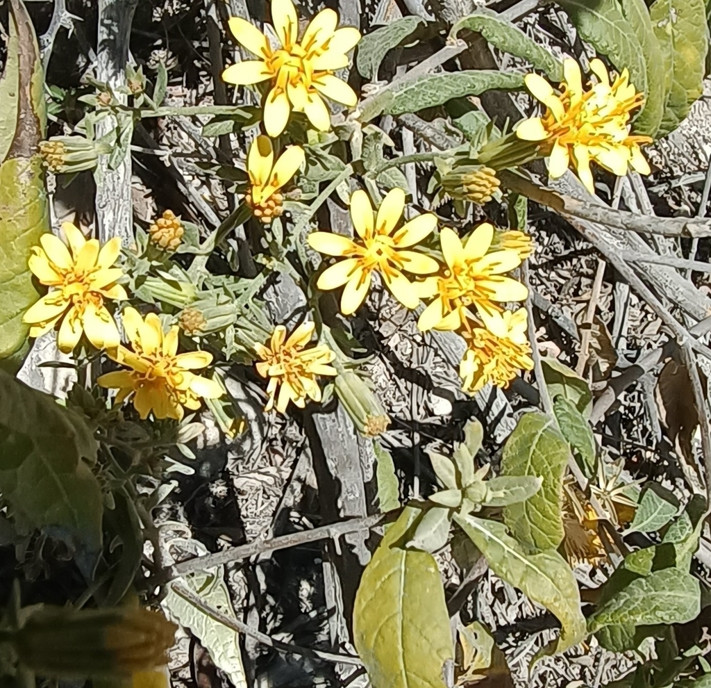 threefolds from Q323+52 Filo Noroccidental, 76680 Bernal, Qro., México ...