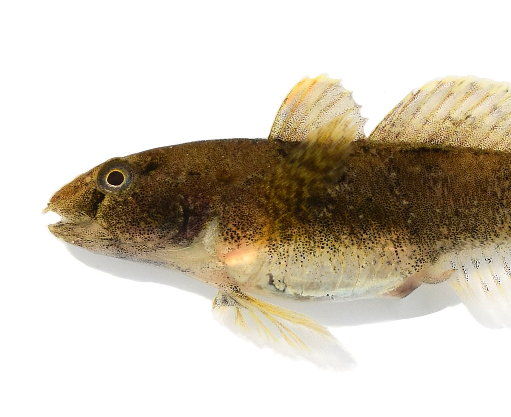 Western Tubenose Goby from Cheboygan, MI 49721, USA on May 30, 2019 at ...