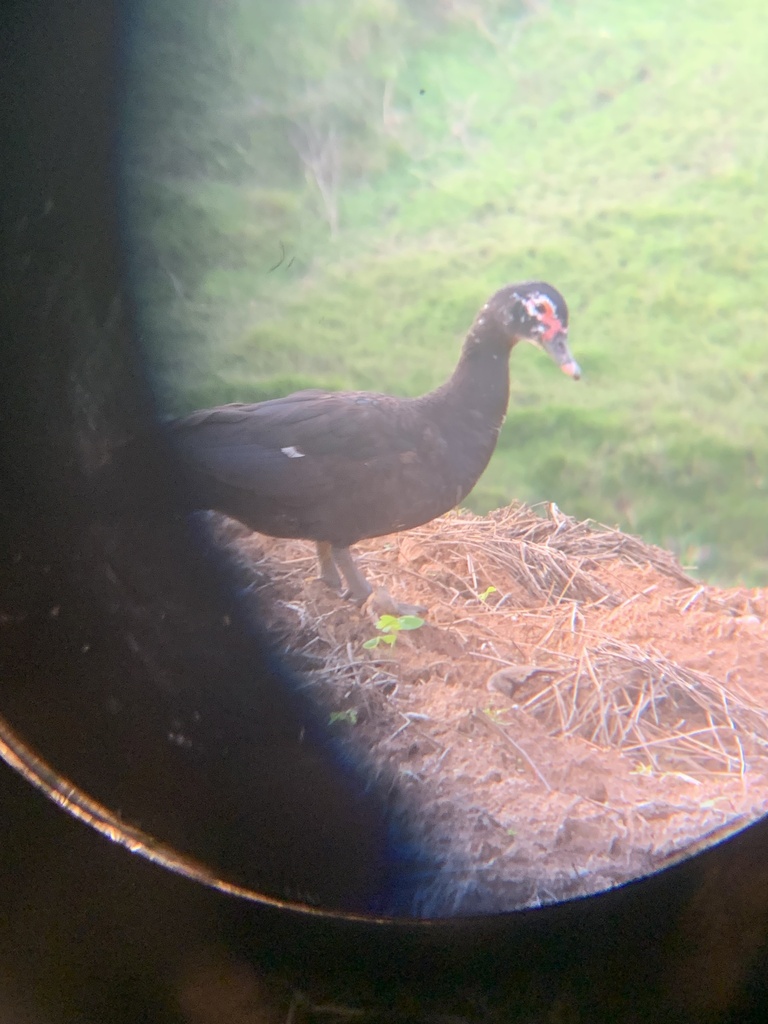 Domestic Muscovy Duck from 60, Santuario, Antioquia, CO on January 2 ...