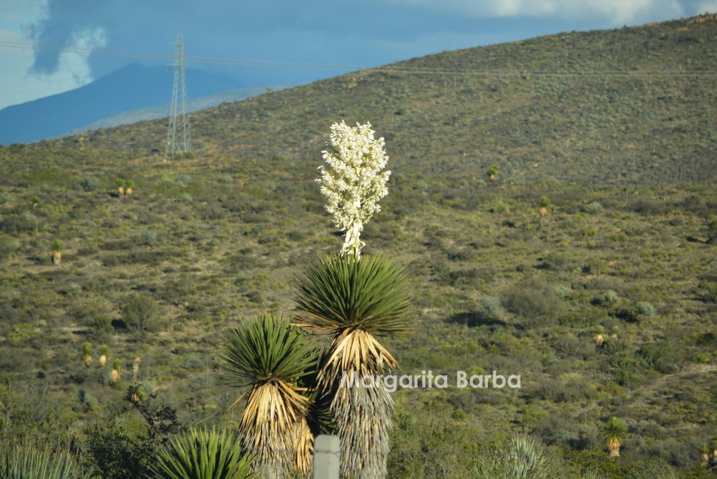 giant Spanish-dagger from Saltillo, Coah., México on December 7, 2023 ...