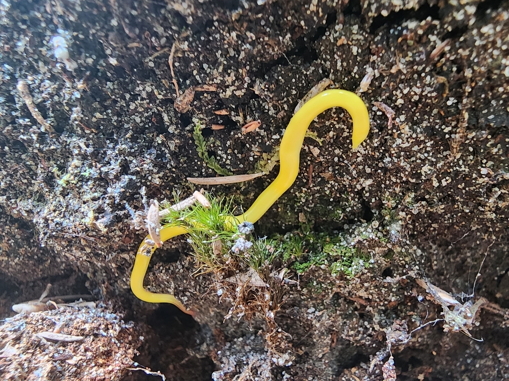 Canary Worm from Bass Coast Bal, AU-VI, AU on January 4, 2024 at 09:01 ...