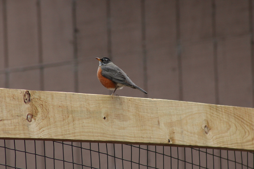 American Robin from zoo atlanta on January 3, 2024 at 05:32 PM by Nancy ...