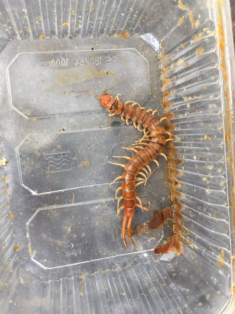 Caribbean Giant Centipede from Saint-Barthélemy, Gustavia, BL on ...