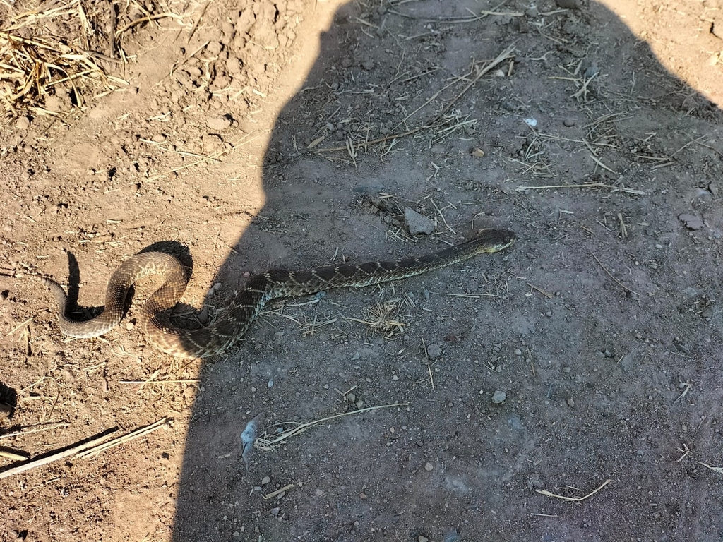 Basilisk Rattlesnake from Tlajomulco de Zúñiga, MX-JA, MX on December ...