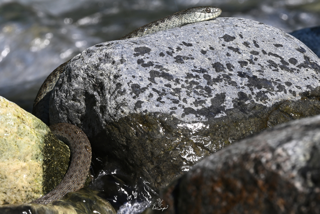 Oregon Aquatic Garter Snake from gasquet, ca on June 12, 2023 at 05:51 ...
