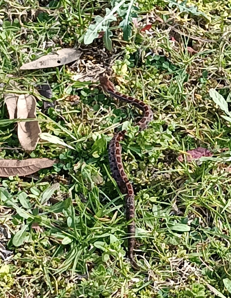 Mexican Pygmy Rattlesnake from 51675 Méx., México on December 30, 2023 ...