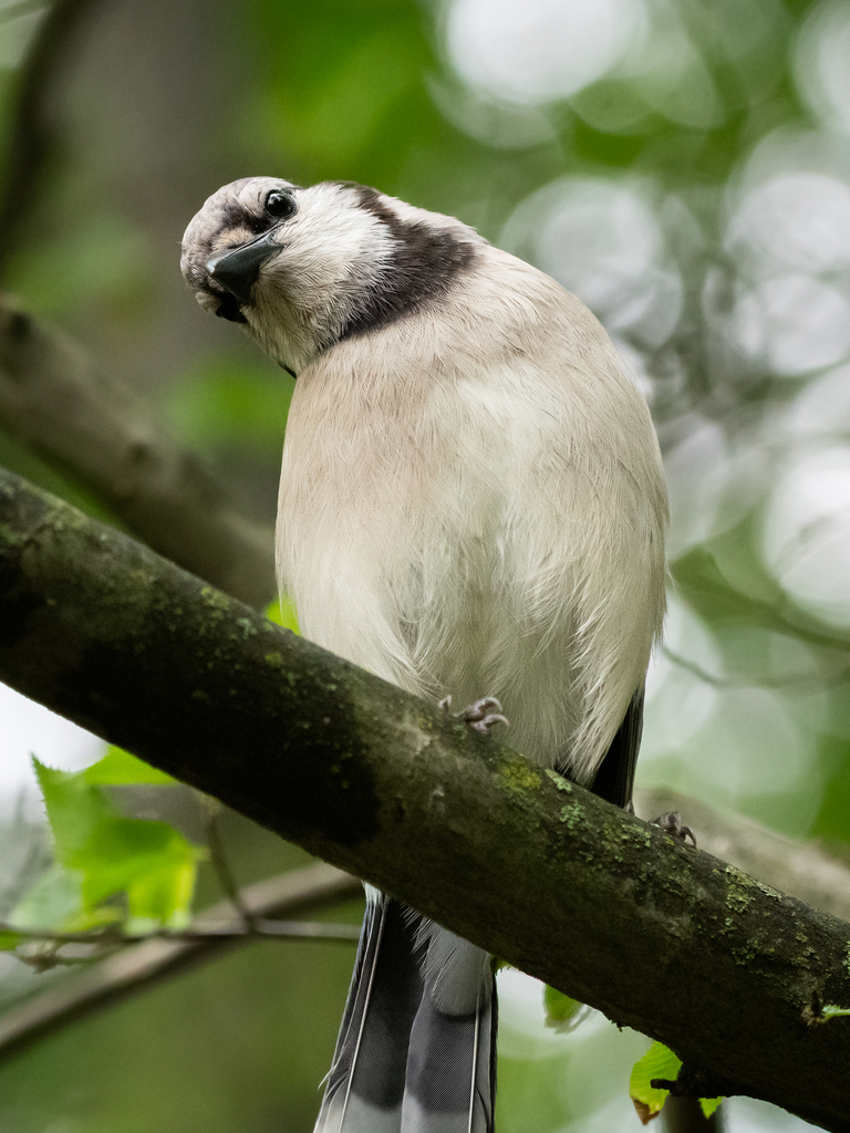 Northern Blue Jay from Kensington Metropark, 4570 Huron River Pkwy ...