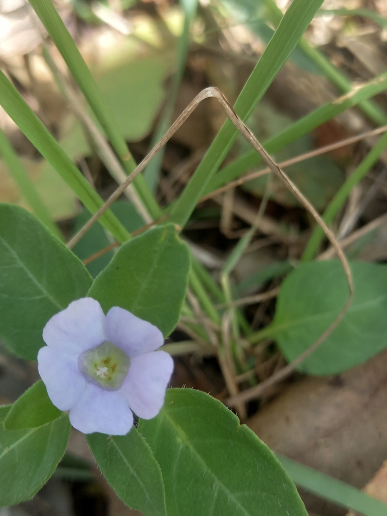Blue Trumpet from Upper Caboolture QLD 4510, Australia on January 4 ...