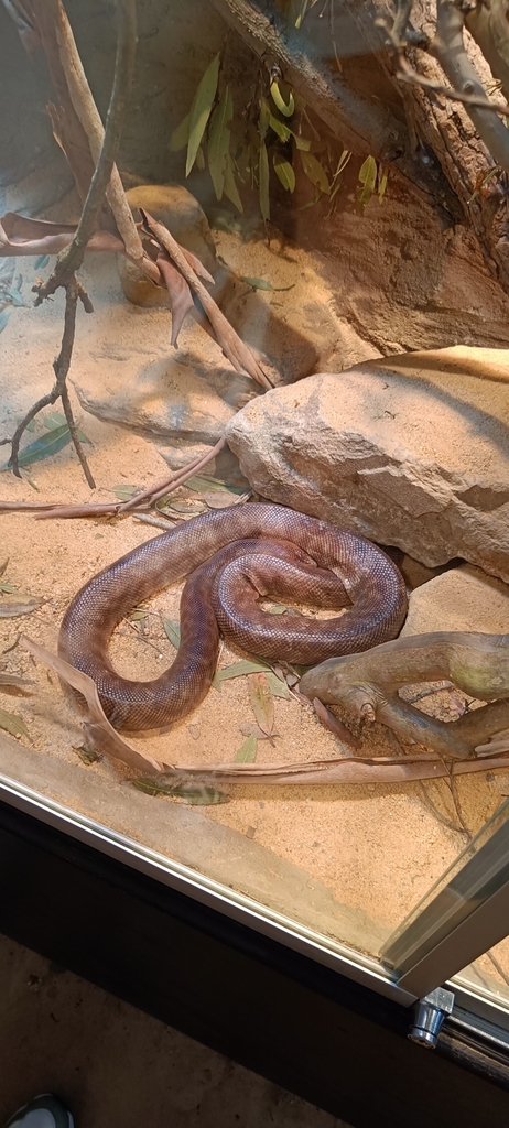 Woma Python in January 2024 by Jelmer Sijpkes · iNaturalist