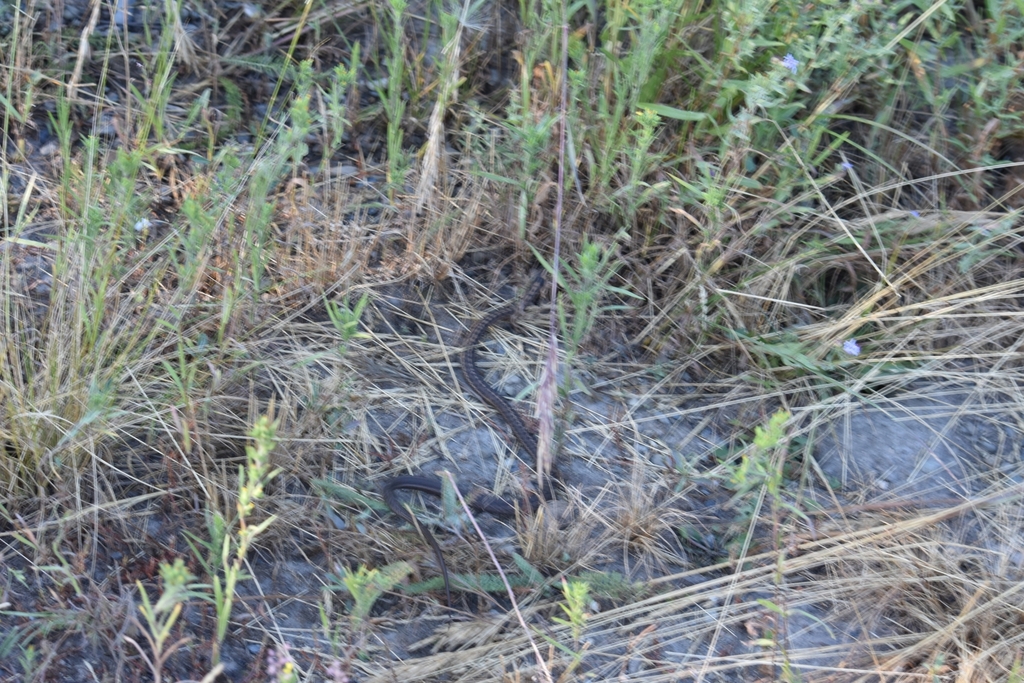 Western Terrestrial Garter Snake from Triumph, ID 83333, USA on August ...