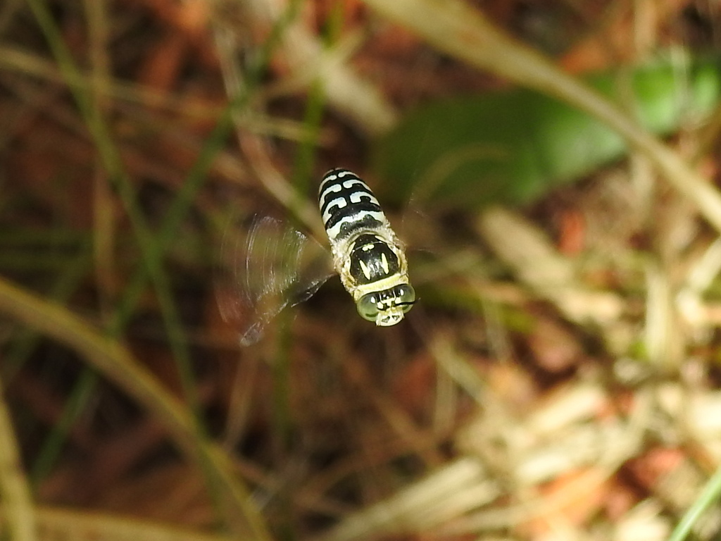 Bembix from Dorset Vale SA 5153, Australia on January 2, 2024 at 12:27 ...