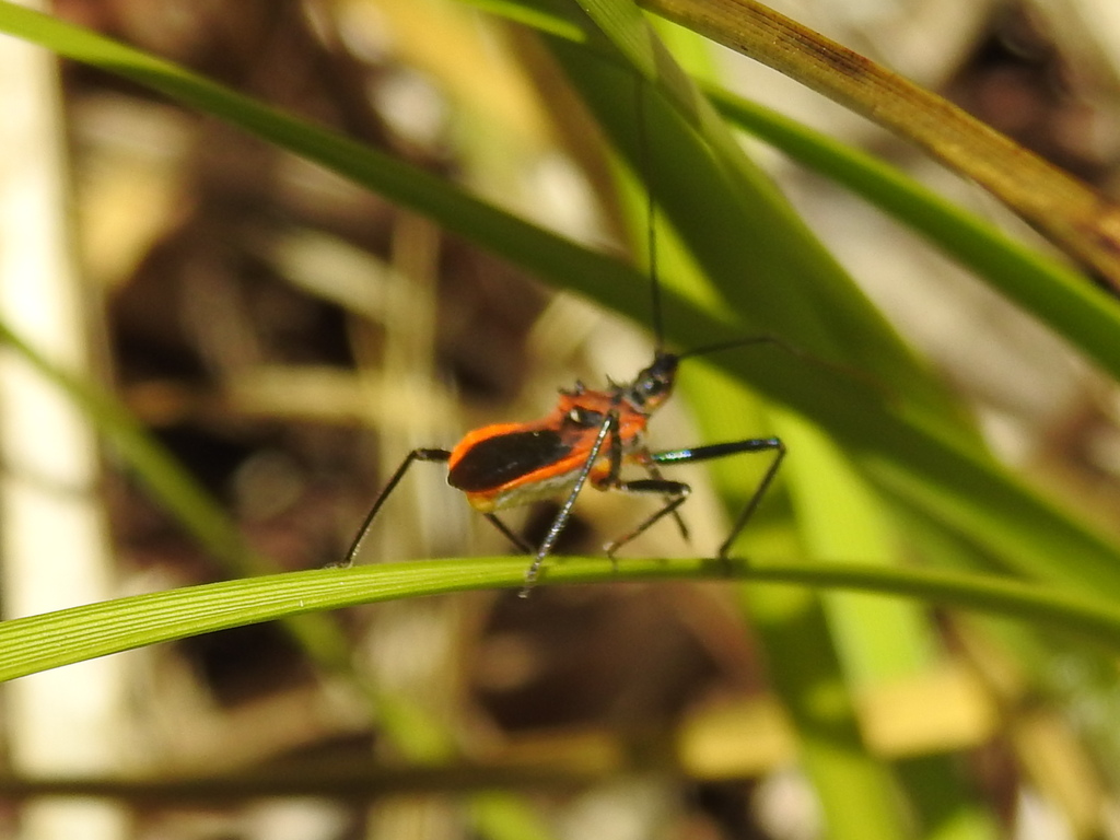 Orange Assassin Bug from Cherry Gardens SA 5157, Australia on December ...