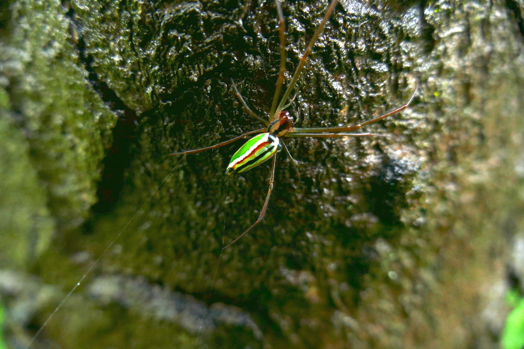 Leucauge levanderi from Kigwambimbi, Tanzania on January 4, 2024 at 09: ...