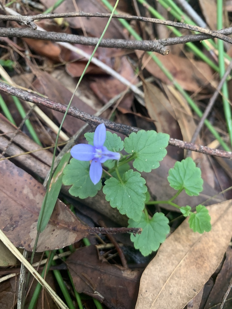 forest lobelia from Nightcap National Park, Whian Whian, NSW, AU on ...