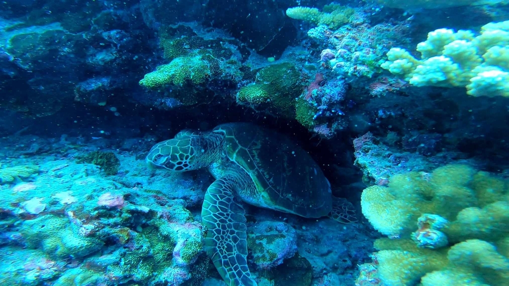 Green Sea Turtle in January 2024 by waitong gu. Three Pinnacles Dive ...