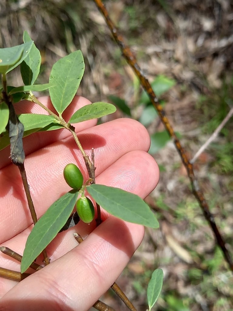 Bootlace Plant from Upper Caboolture QLD 4510, Australia on January 4 ...