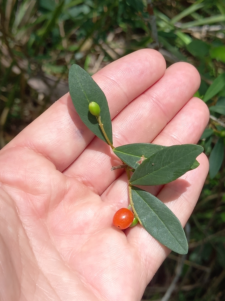 Bootlace Plant from Upper Caboolture QLD 4510, Australia on January 4 ...