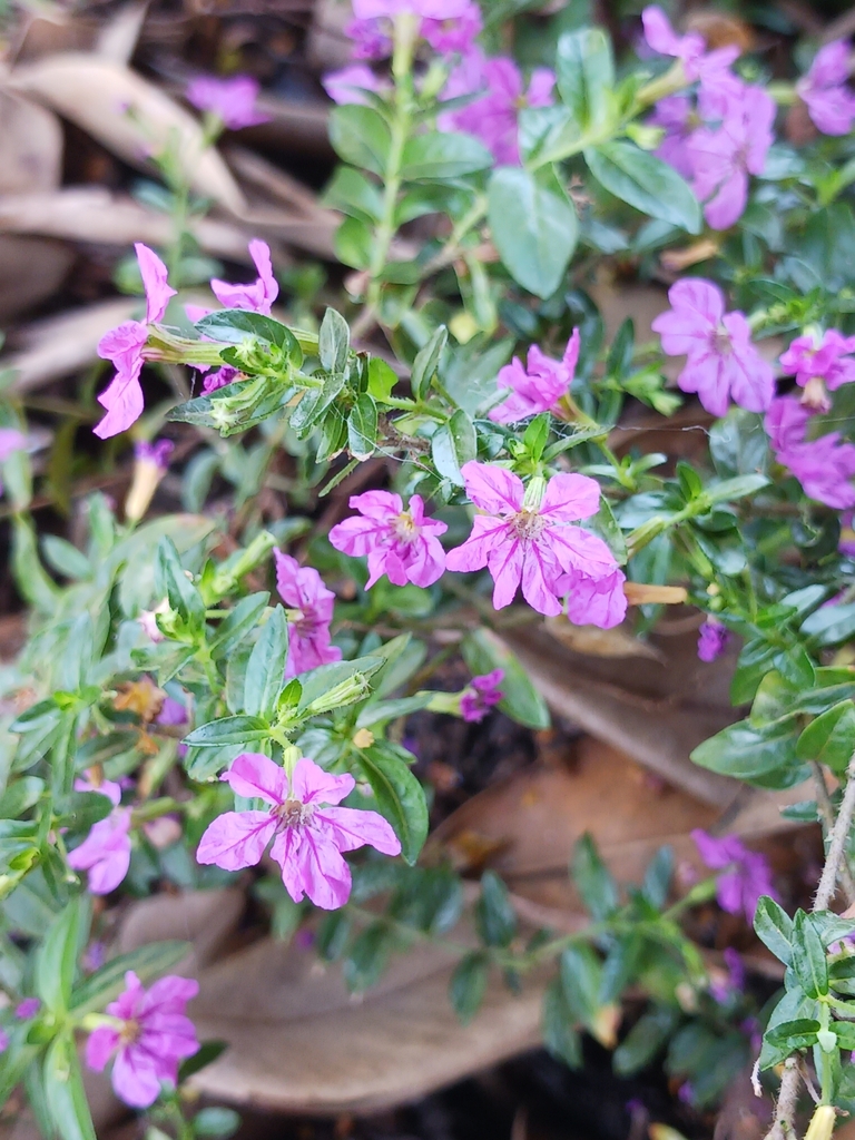 False heather from Ipswich - East, AU-QL, AU on December 9, 2023 at 05: ...