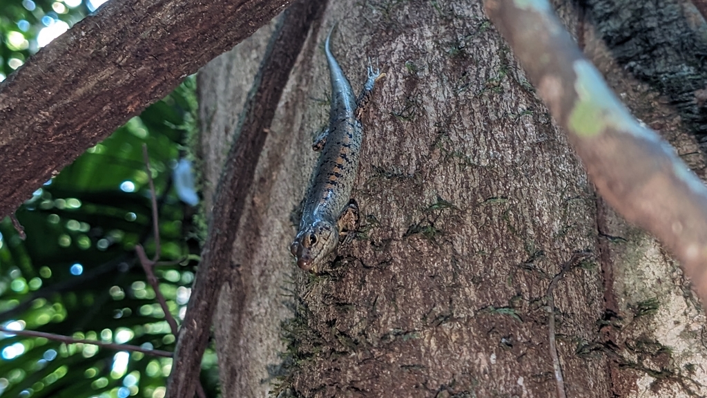 Yellow-blotched Forest Skink from Malanda QLD 4885, Australia on ...