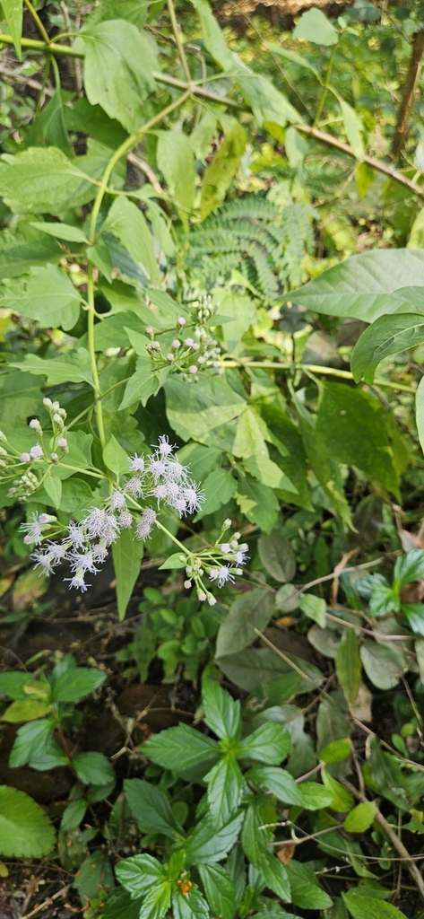 Siam weed from Film City, Goregaon East, Mumbai suburban, Film City ...