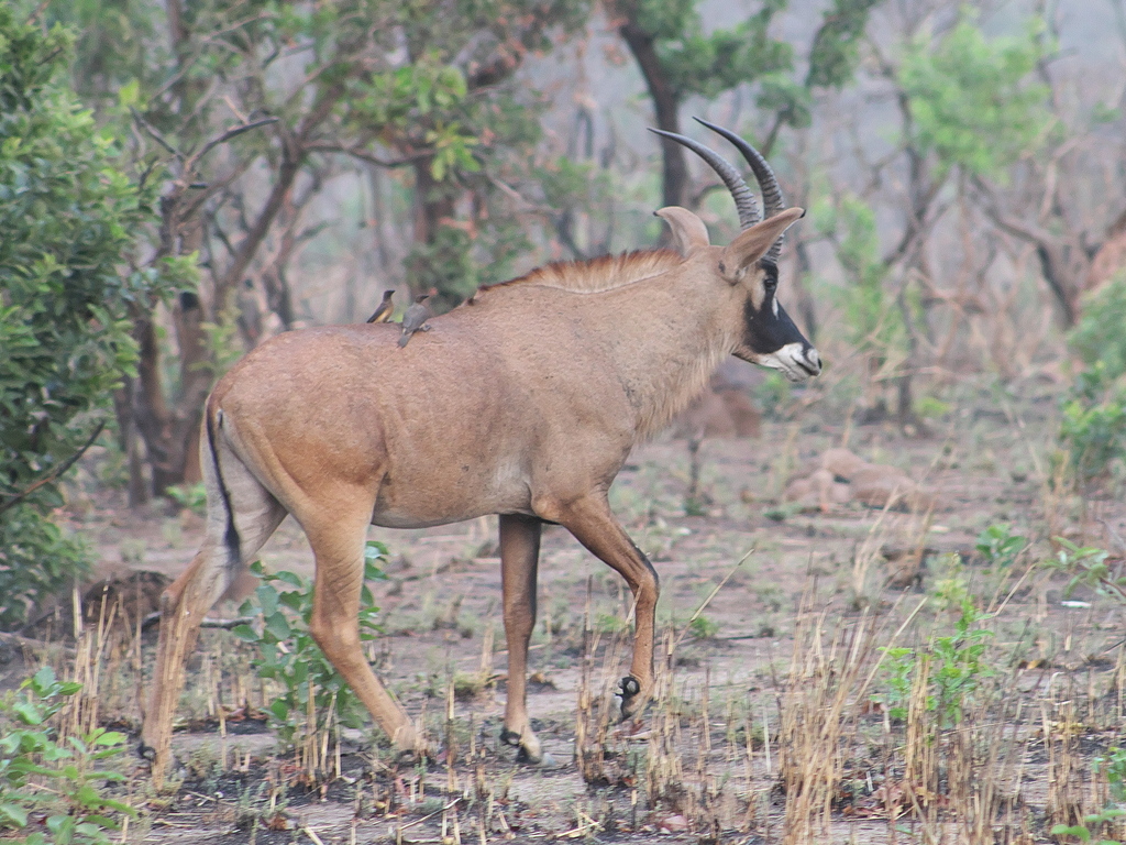 Western Roan Antelope from Tanguiéta, Benin on February 25, 2017 at 06: ...